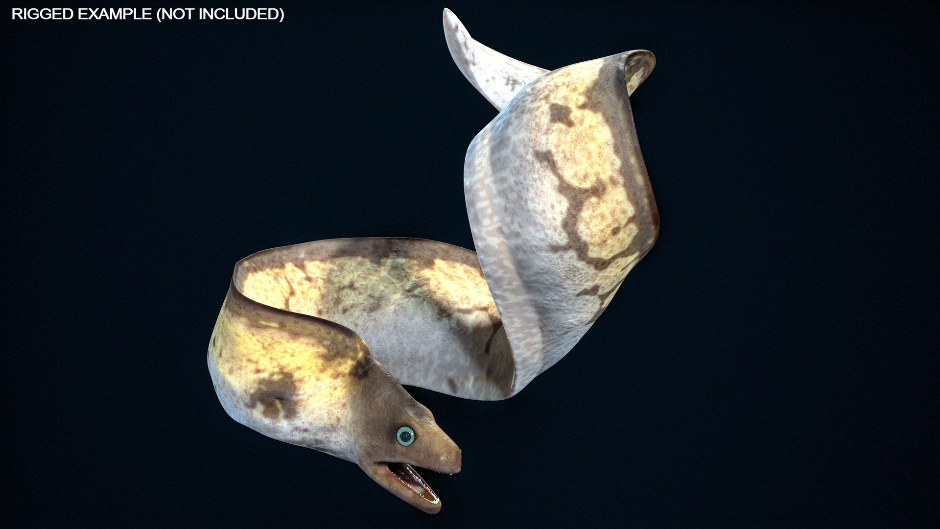 Moray Eel PBR 3D Model - TurboSquid 2093870