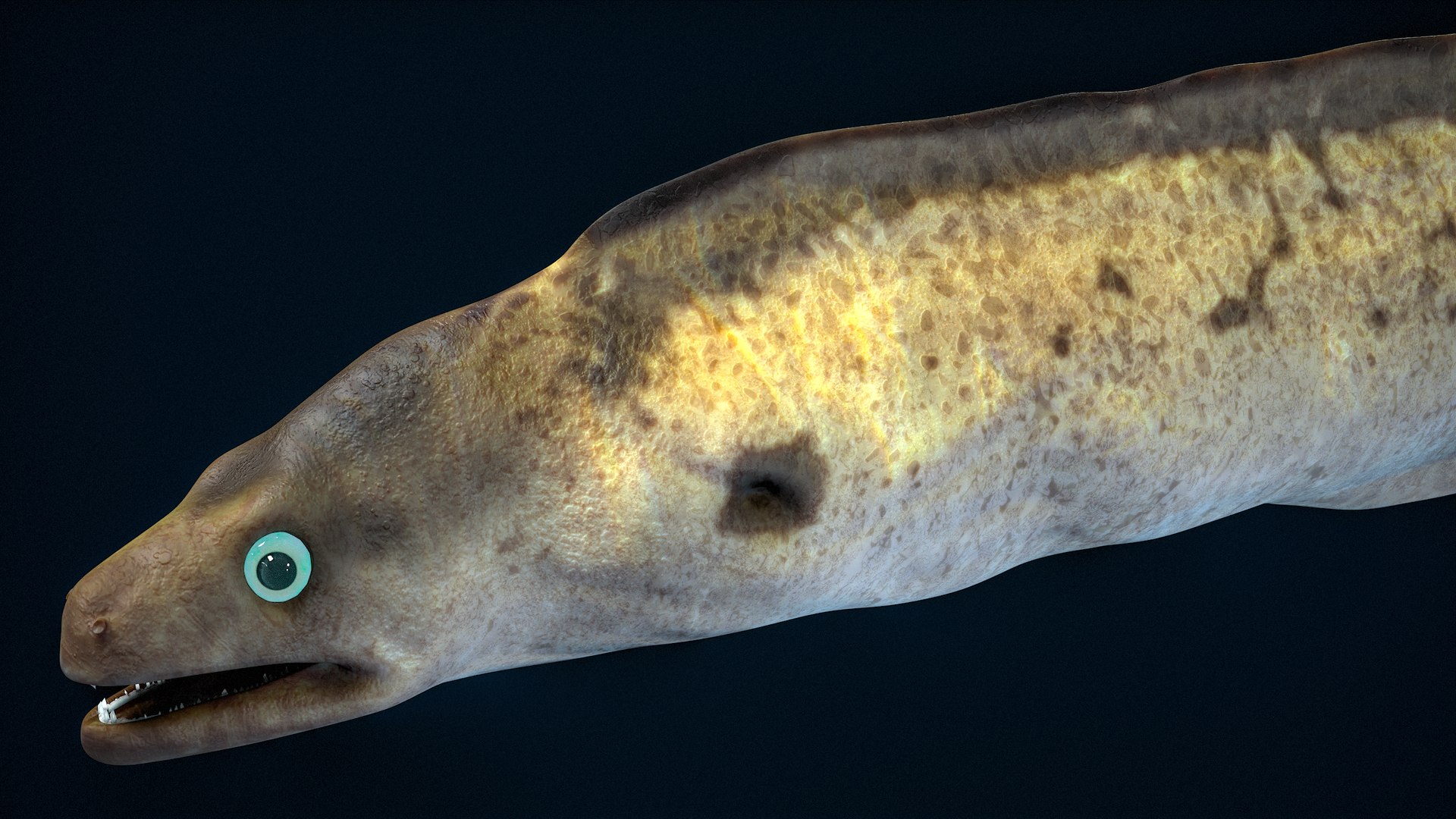 Moray Eel PBR 3D Model - TurboSquid 2093870