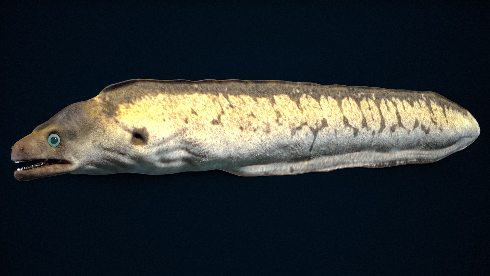 Moray Eel PBR 3D model - TurboSquid 2093870