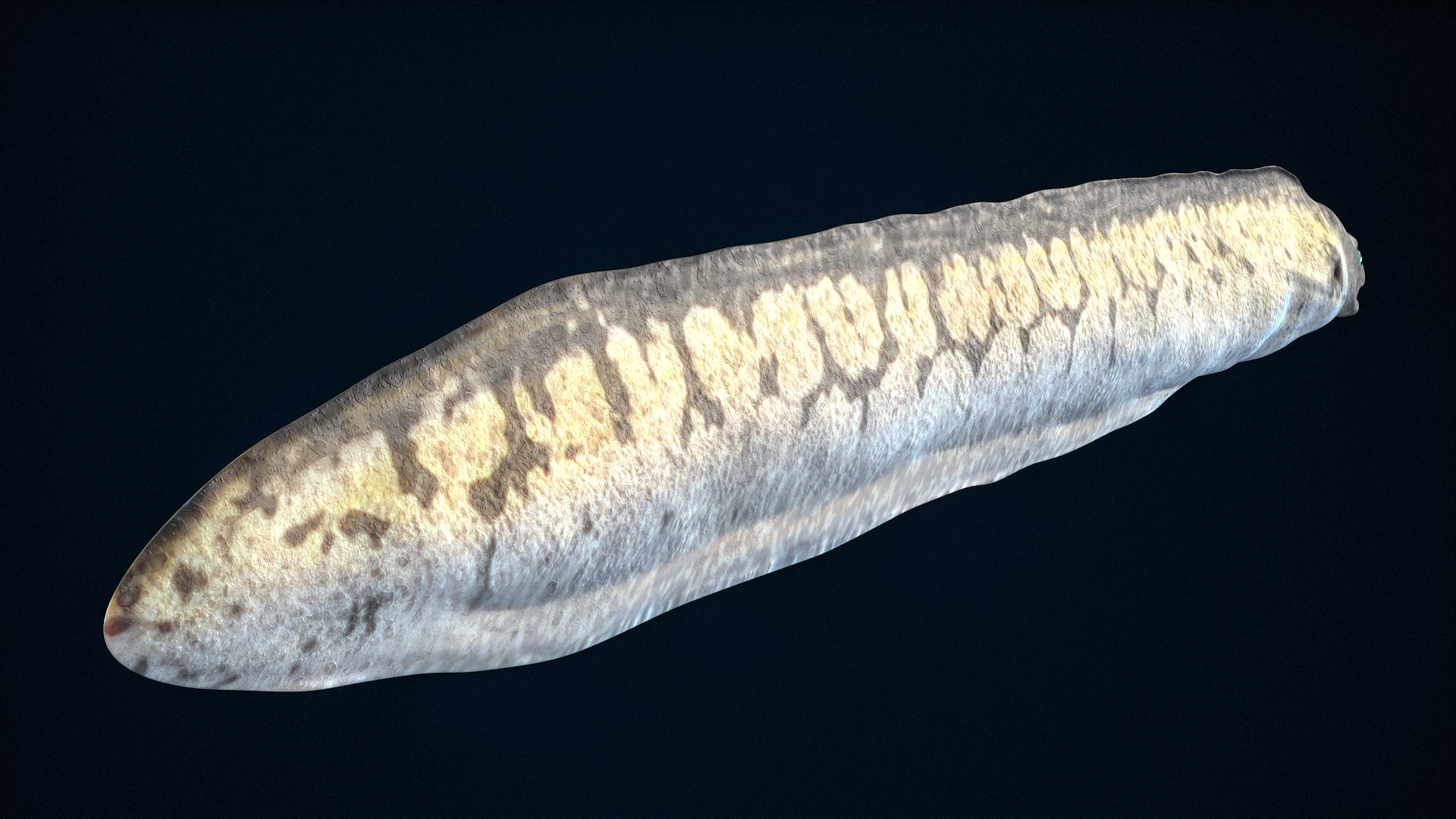 Moray Eel PBR 3D Model - TurboSquid 2093870