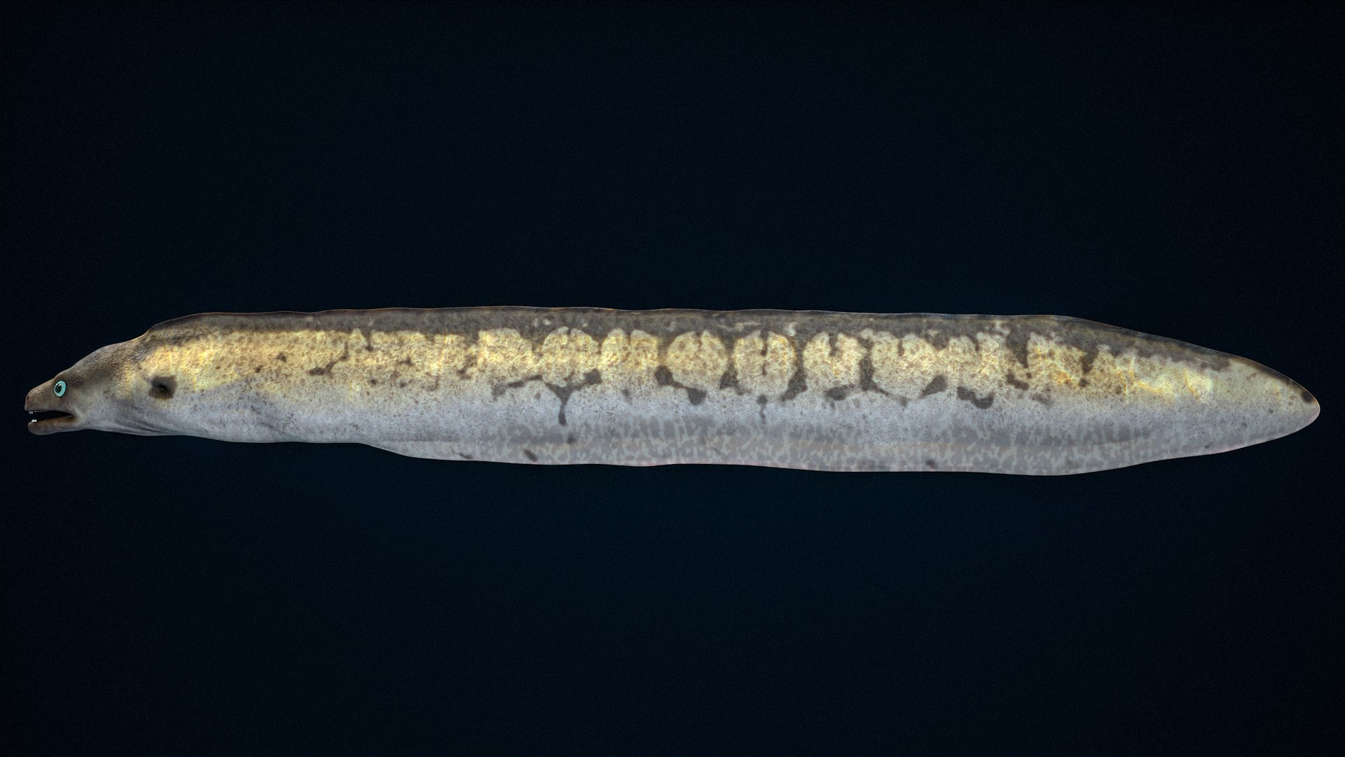 Moray Eel PBR 3D Model - TurboSquid 2093870