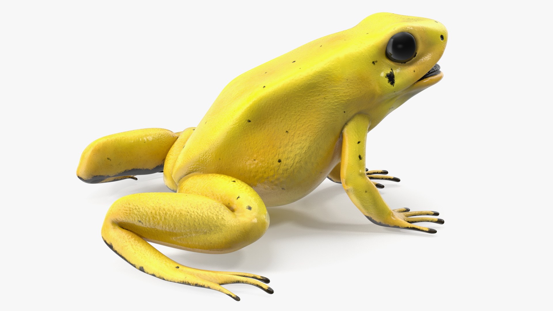3D Golden Poison Frog - TurboSquid 2185732