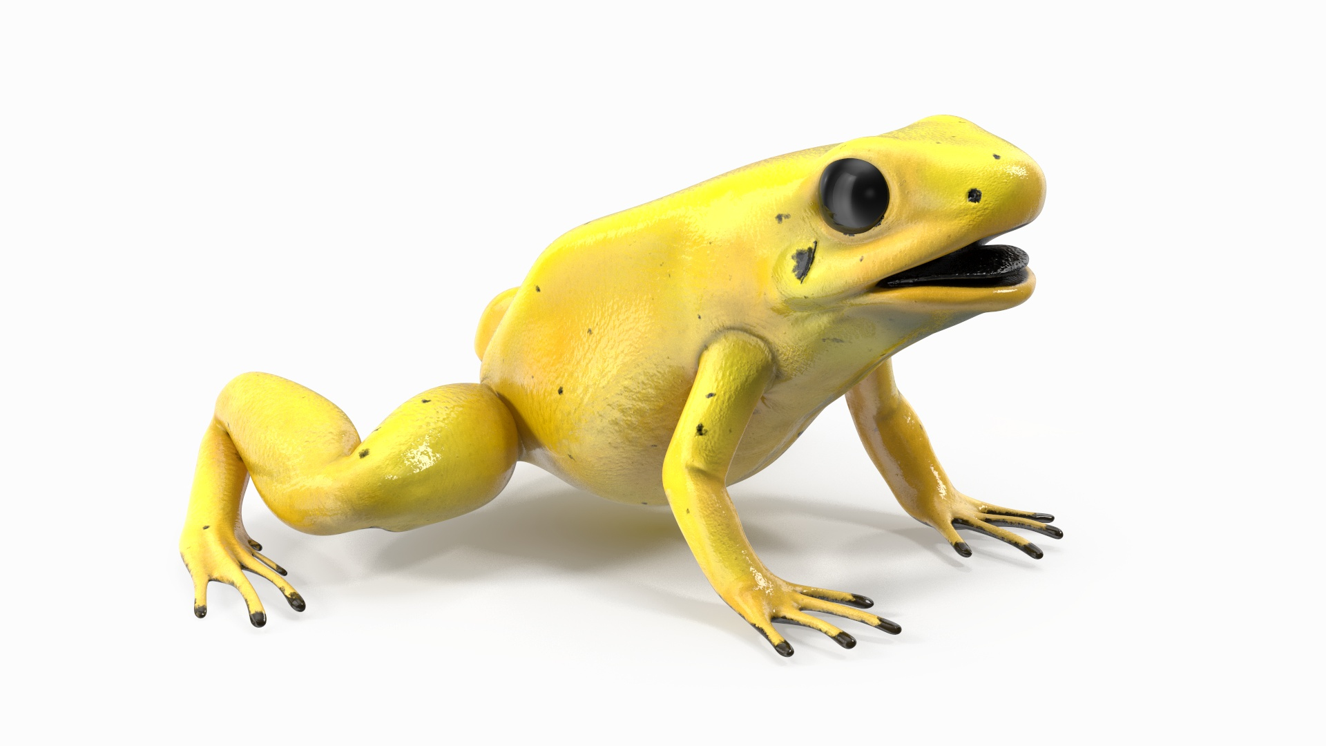3D Golden Poison Frog - TurboSquid 2185732