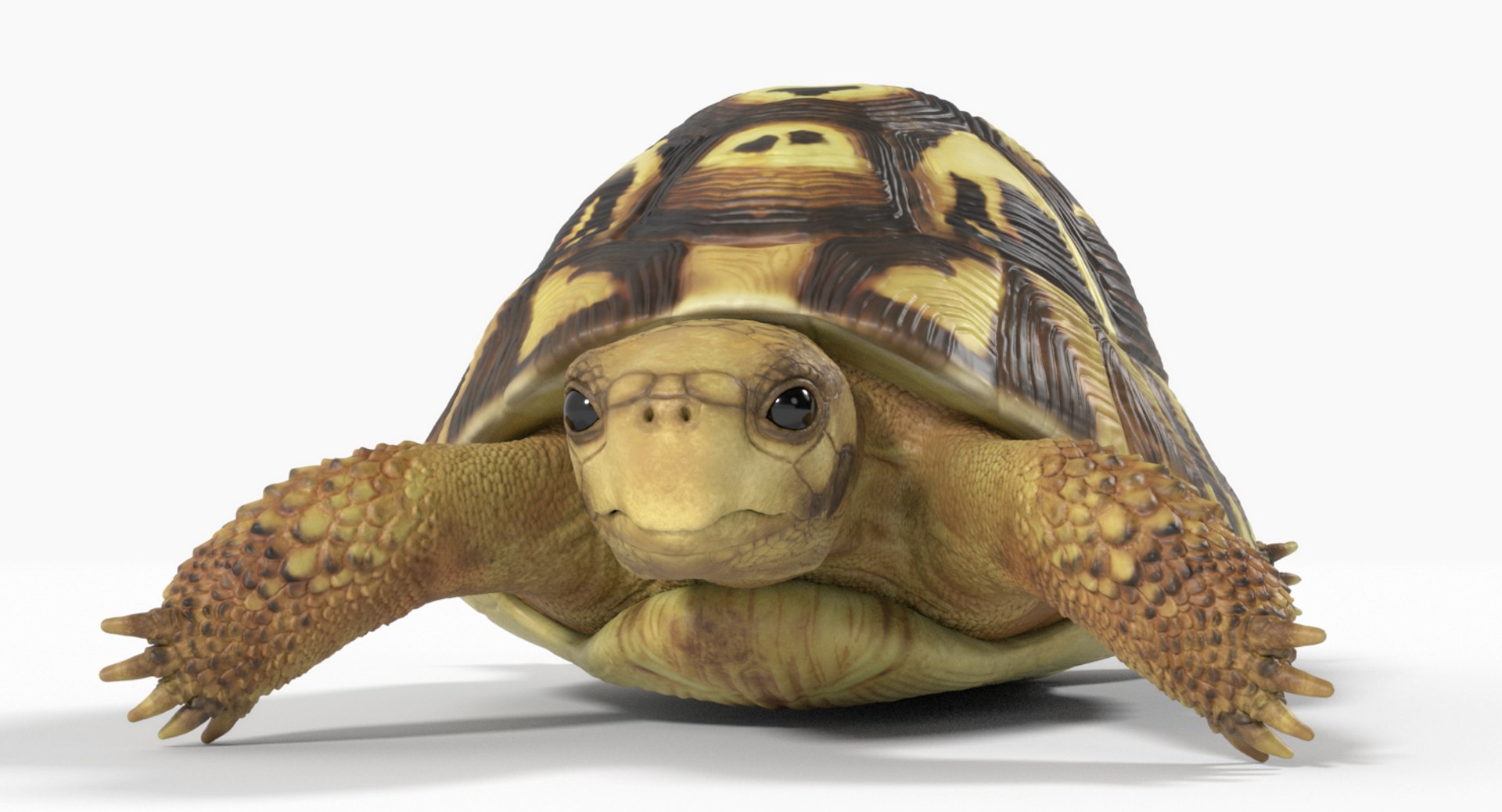 hermann turtle tortoise animation 3d model