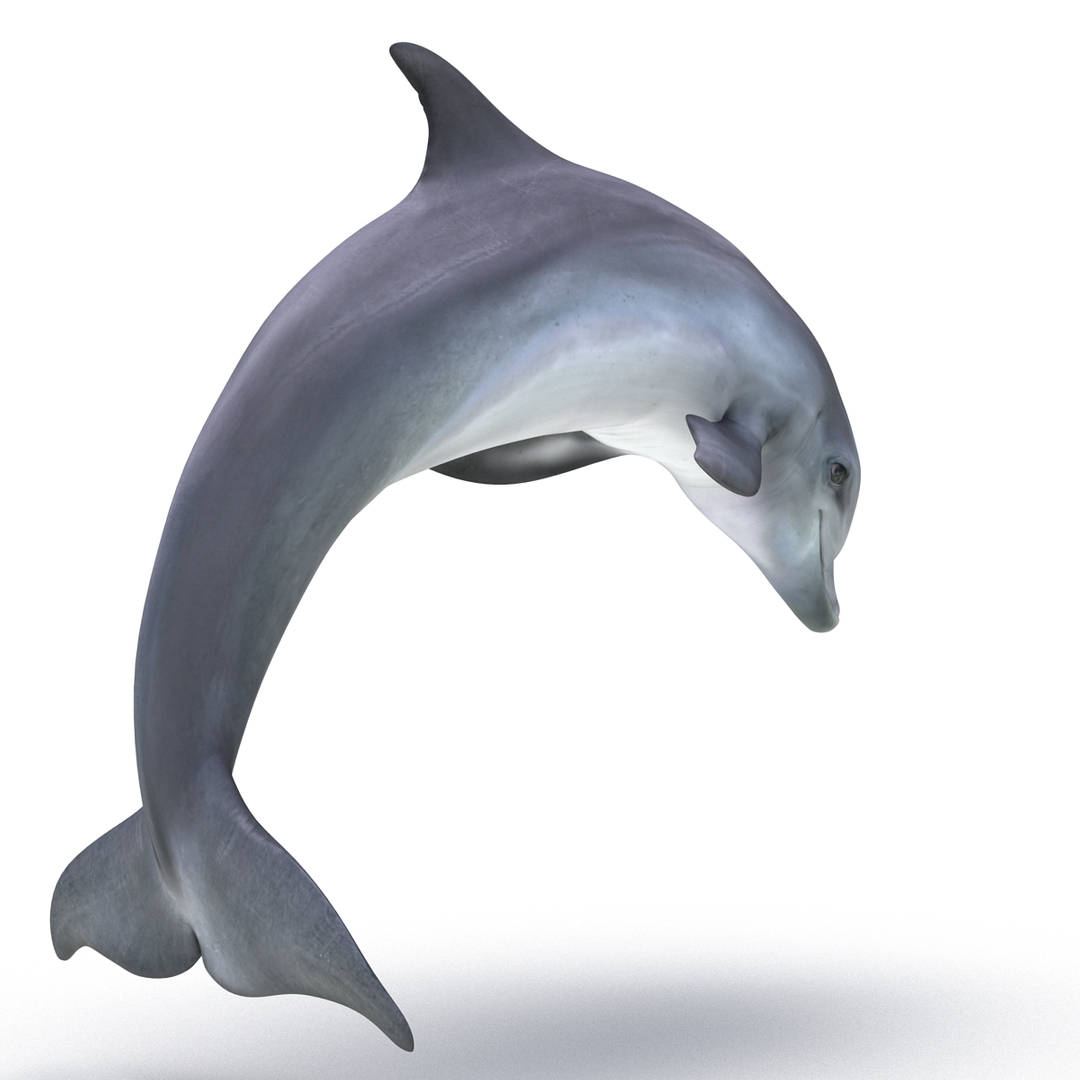 Dolphin Pose 2 3d Model