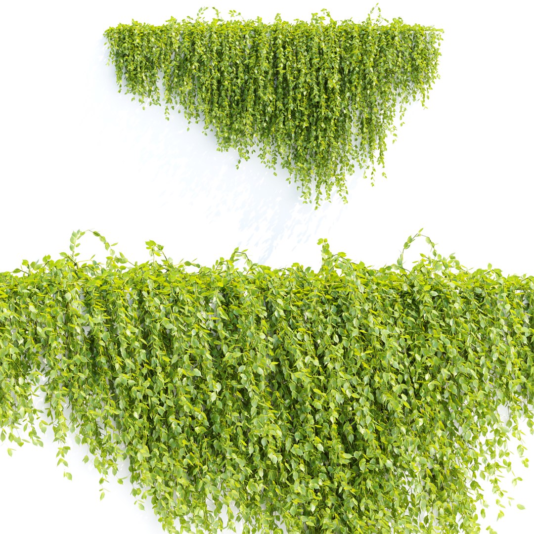3D Creeper Plants For Wall Collection Vol 144 - TurboSquid 1984764