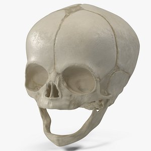 3D Skeletal System Cranium Models - Browse & Download Formats - TurboSquid