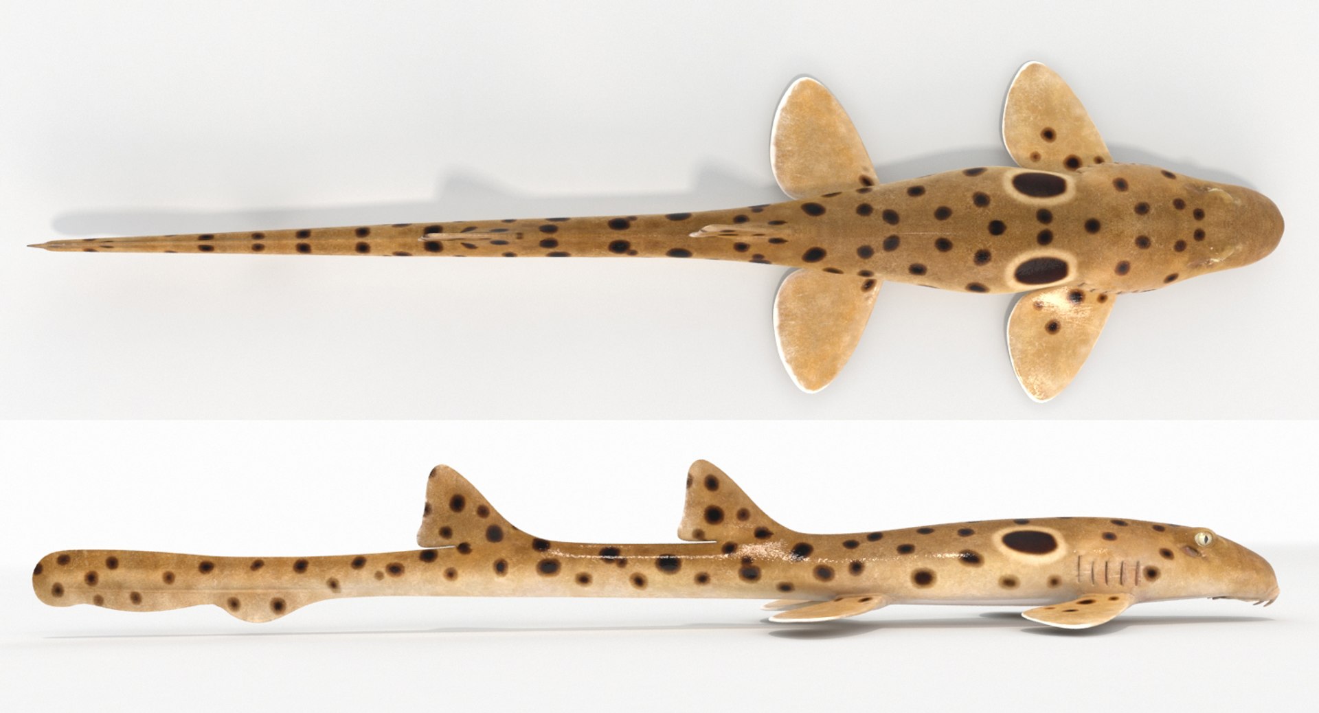 3D epaulette shark animation - TurboSquid 1174574