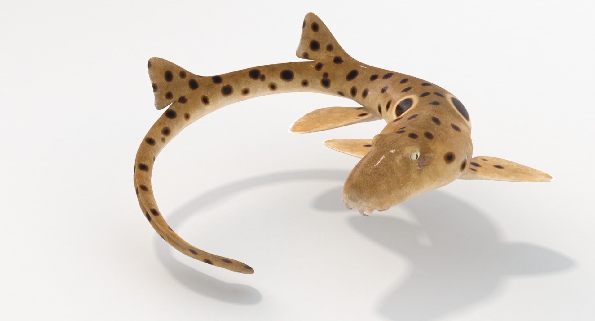 3D Epaulette Shark Animation - TurboSquid 1174574
