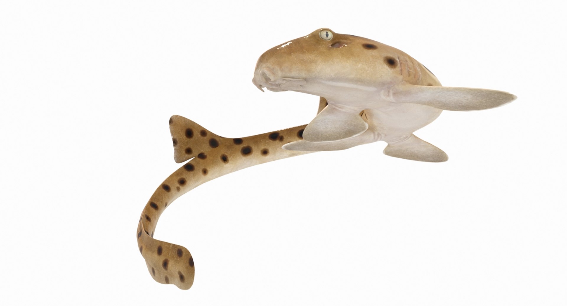 3D Epaulette Shark Animation - TurboSquid 1174574