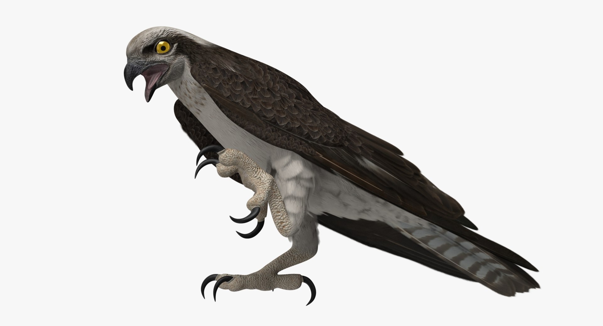 Pandion Haliaetus Osprey Animation 3d Ma