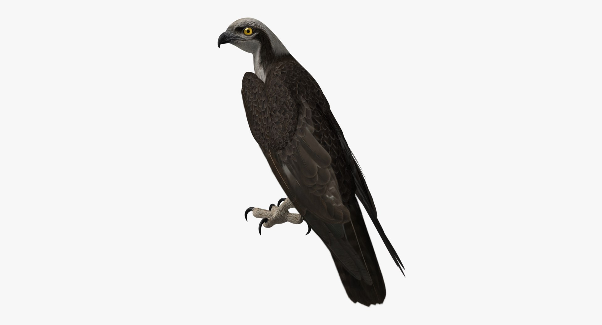 Pandion Haliaetus Osprey Animation 3d Ma