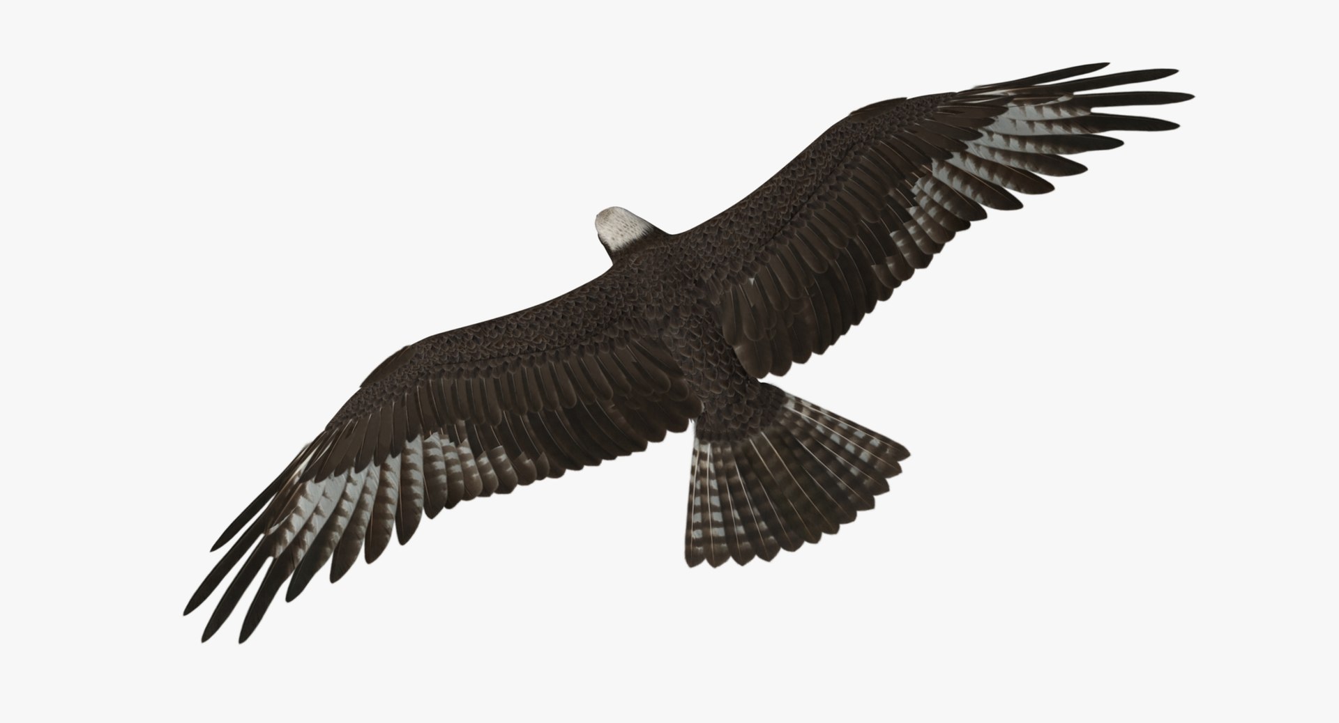 Pandion Haliaetus Osprey Animation 3d Ma