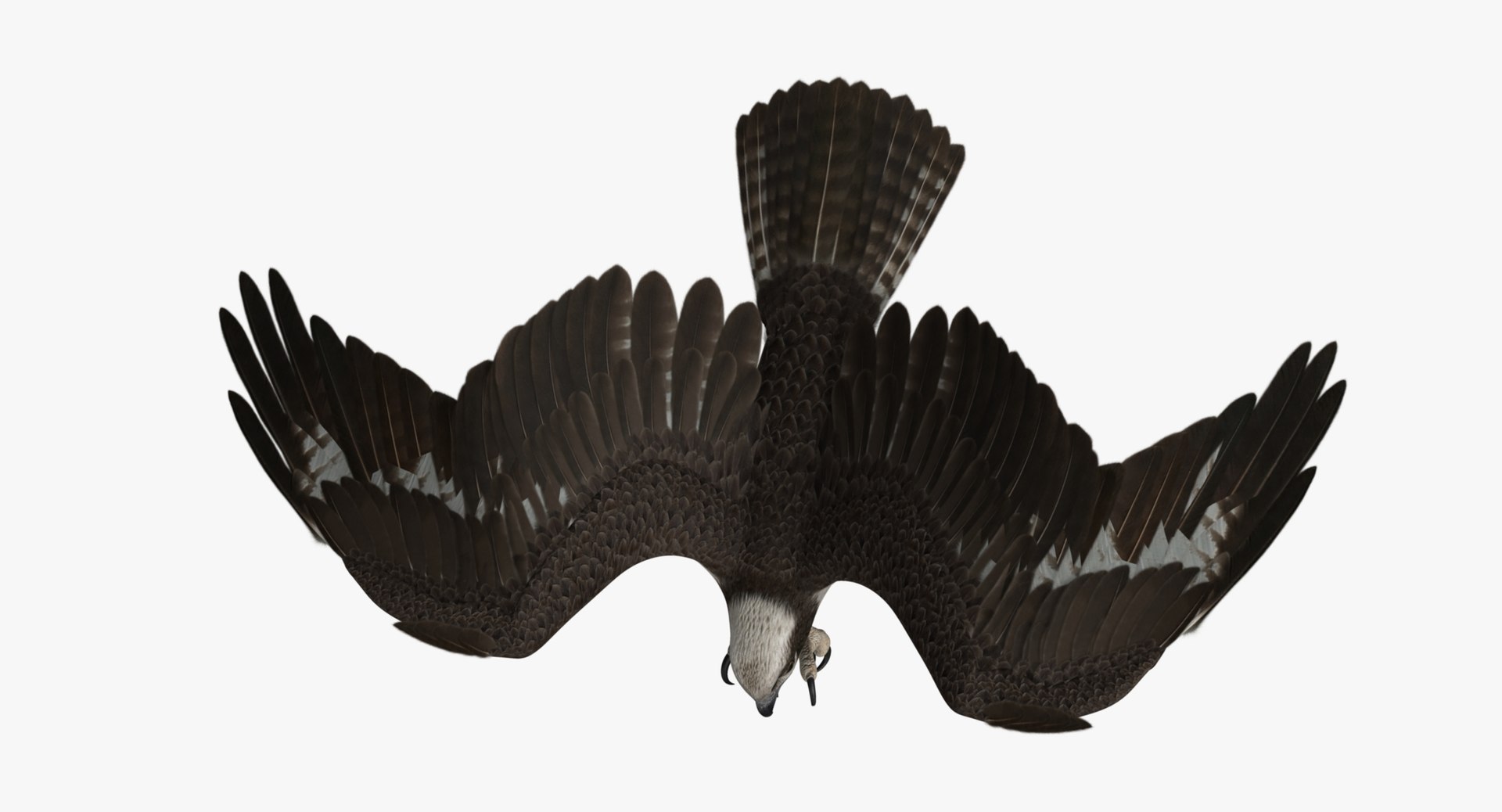 Pandion Haliaetus Osprey Animation 3d Ma