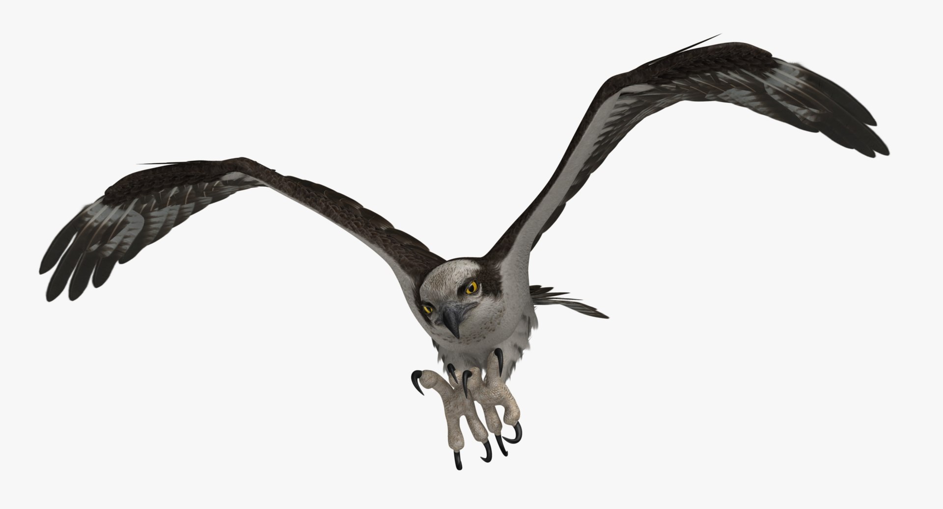 Pandion Haliaetus Osprey Animation 3d Ma
