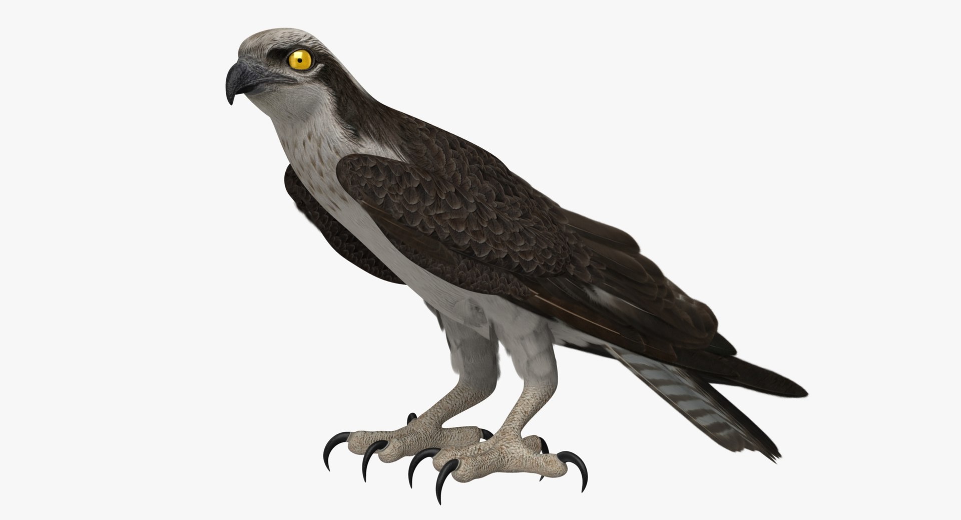 Pandion Haliaetus Osprey Animation 3d Ma