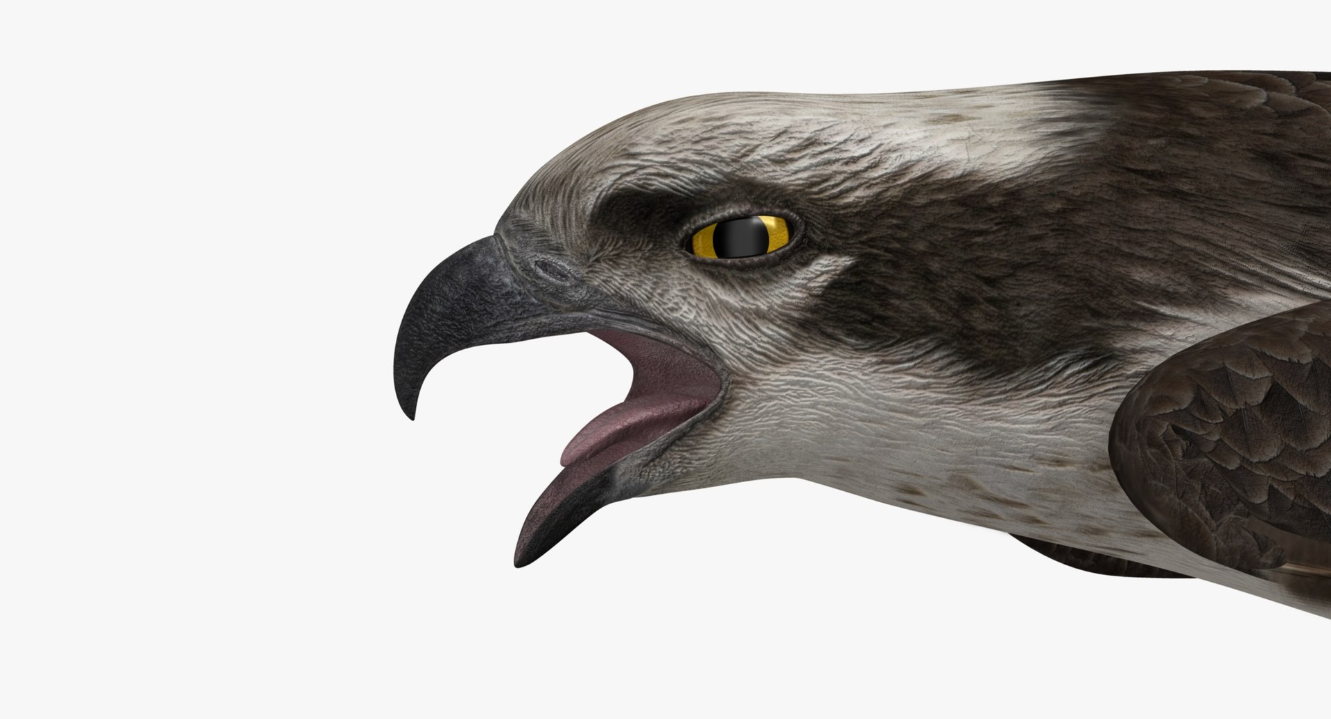 Pandion Haliaetus Osprey Animation 3d Ma