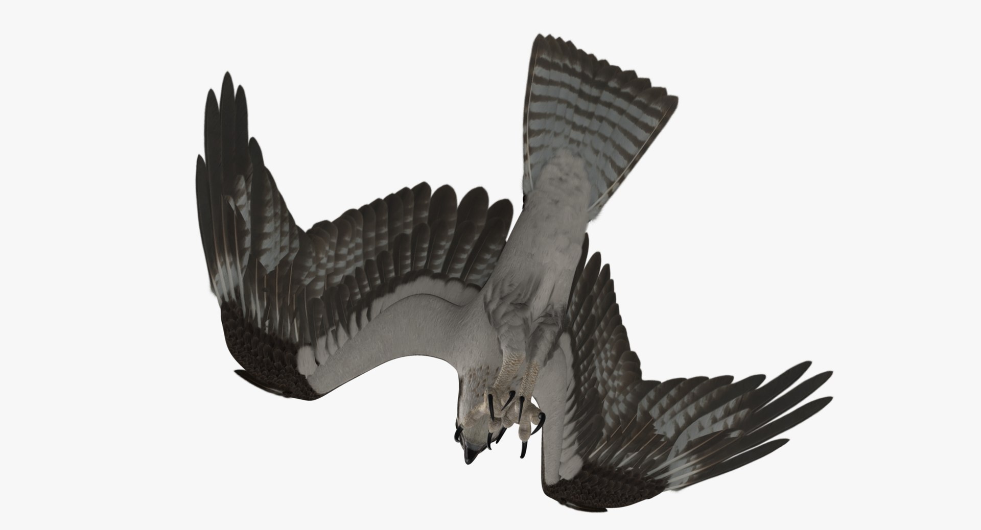 Pandion Haliaetus Osprey Animation 3d Ma