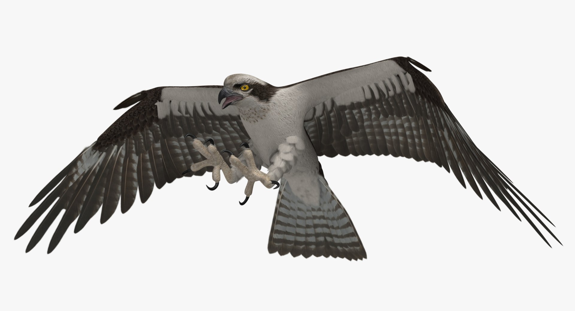 Pandion Haliaetus Osprey Animation 3d Ma
