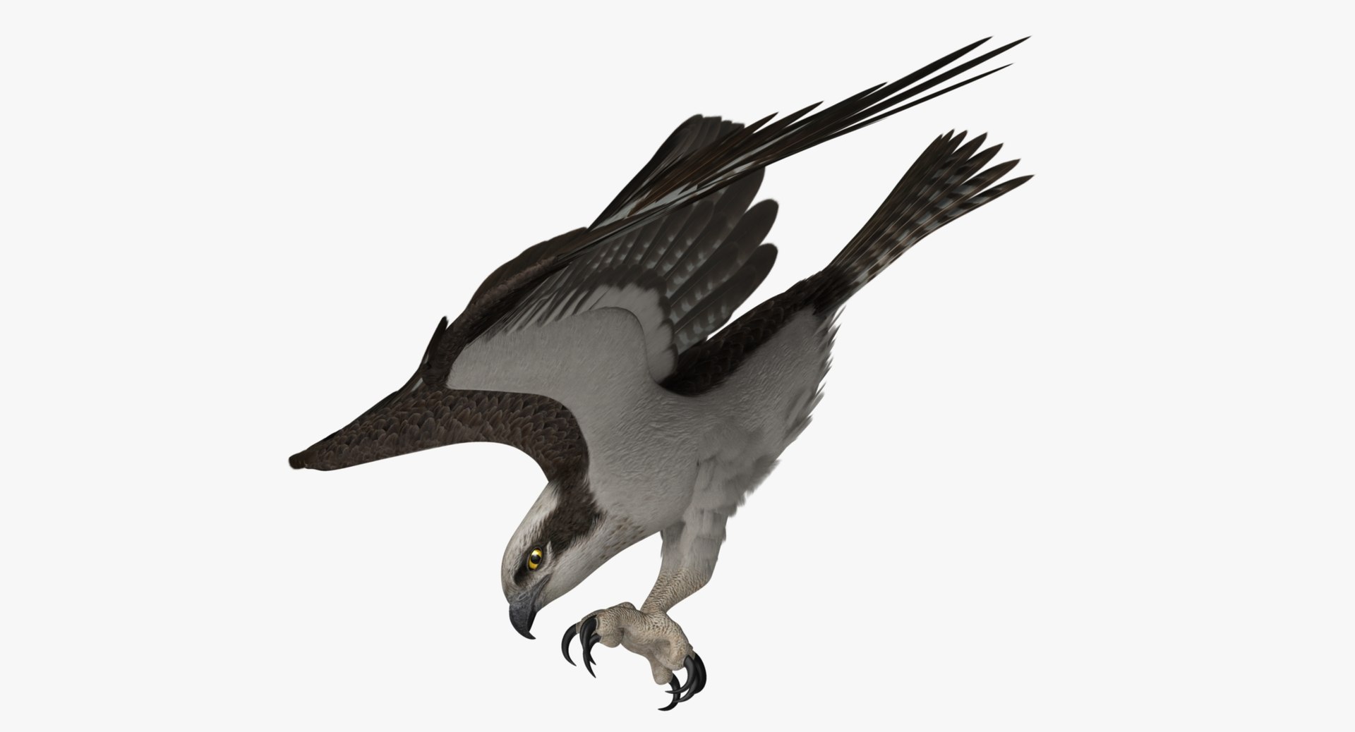 Pandion Haliaetus Osprey Animation 3d Ma