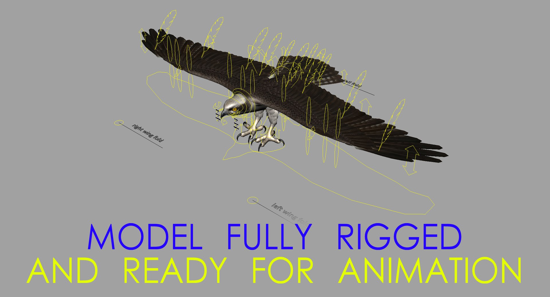 Pandion Haliaetus Osprey Animation 3d Ma