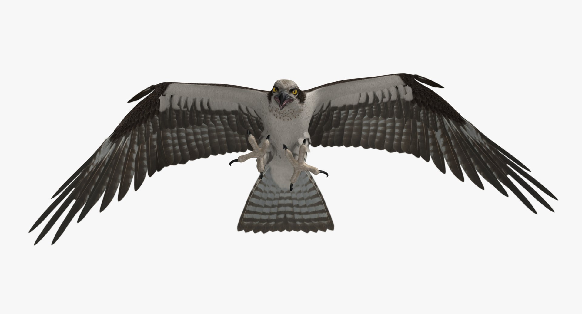 Pandion Haliaetus Osprey Animation 3d Ma