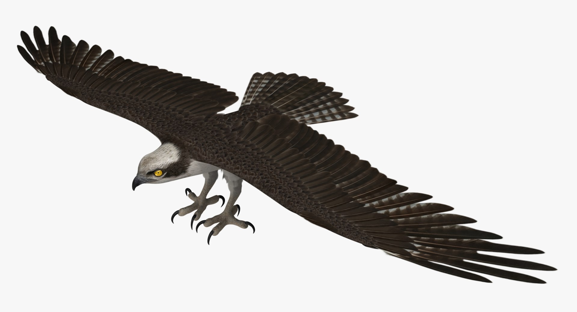 Pandion Haliaetus Osprey Animation 3d Ma
