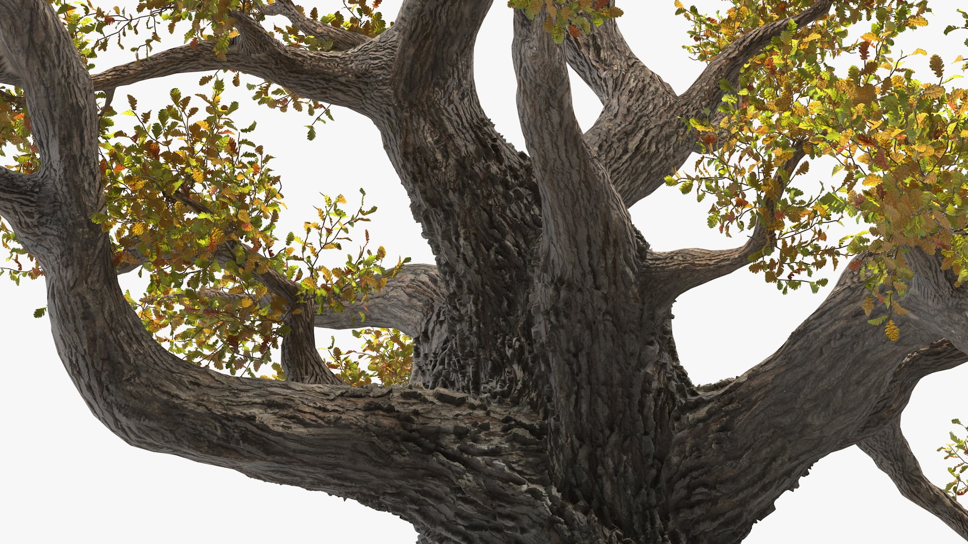 Old twisted oak tree 3D model - TurboSquid 1549631