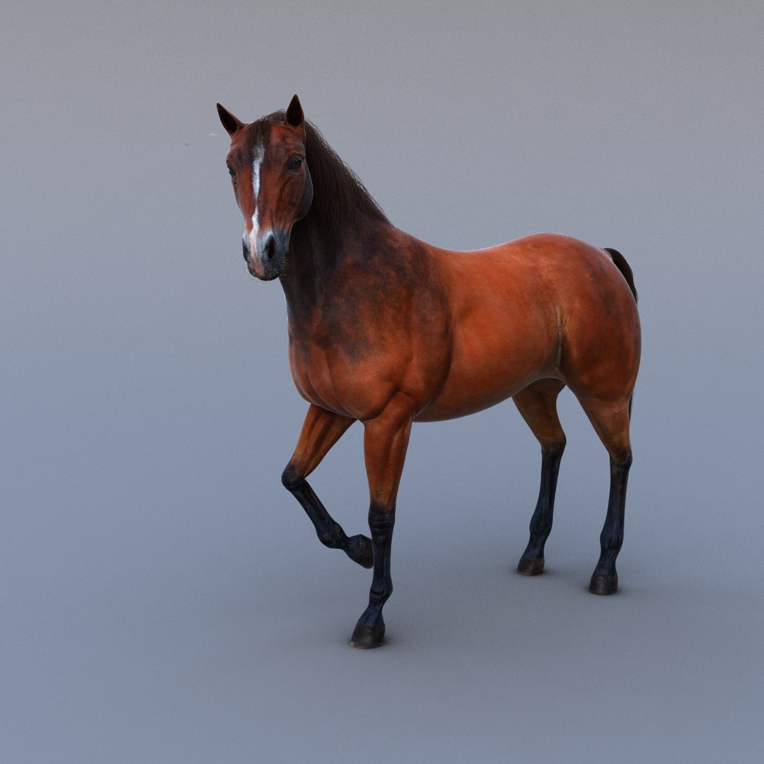 Ma Realistic Horse Rig