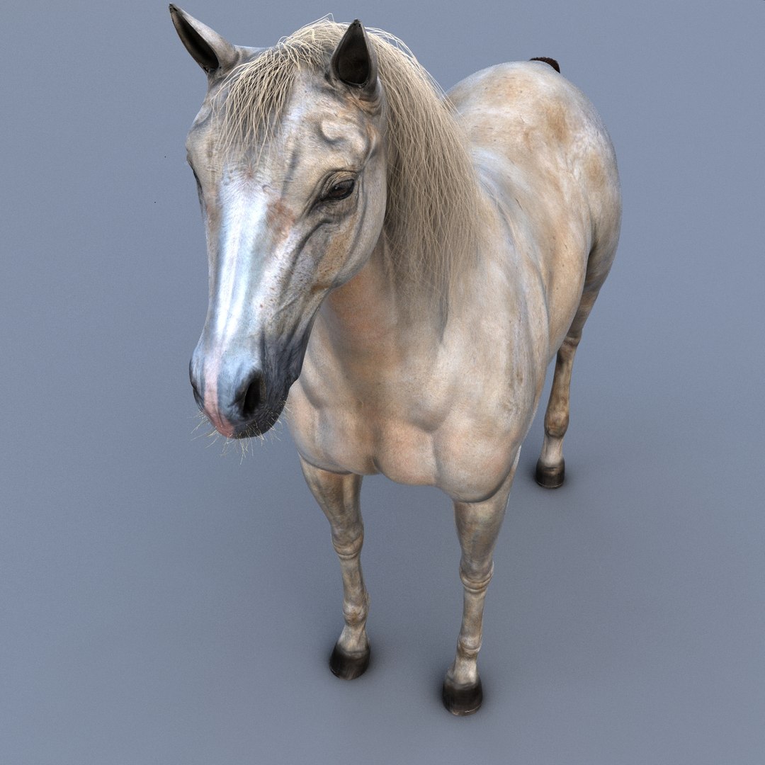 Ma Realistic Horse Rig