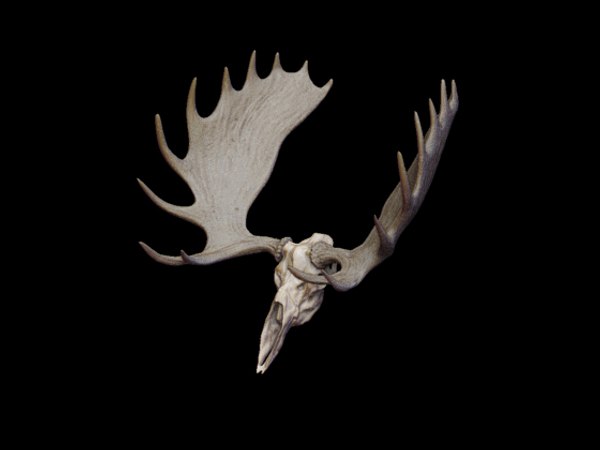 elk skull 3d obj