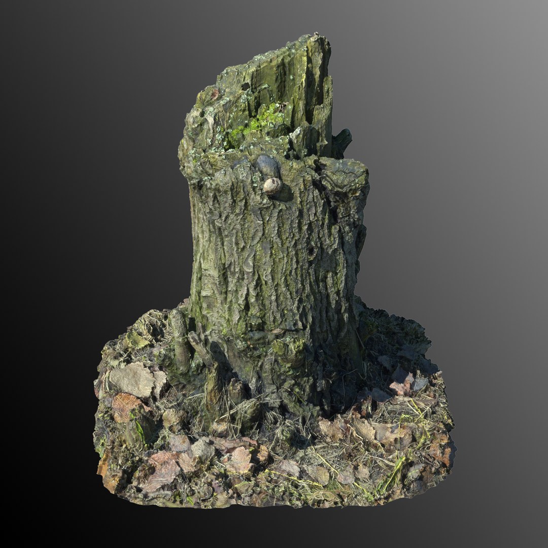 Photorealistic Tree Stump Model - TurboSquid 1197782