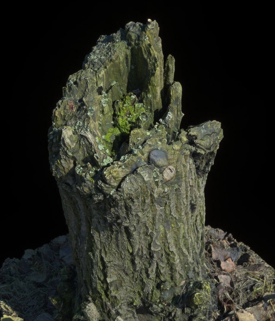 Photorealistic Tree Stump Model - TurboSquid 1197782