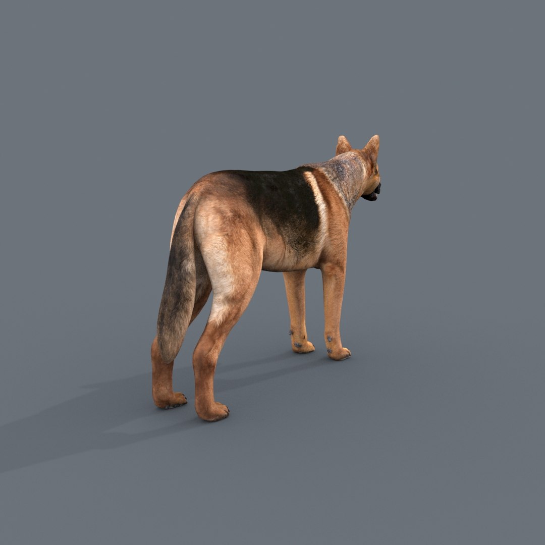 Dog animation - 3D model - TurboSquid 1404558