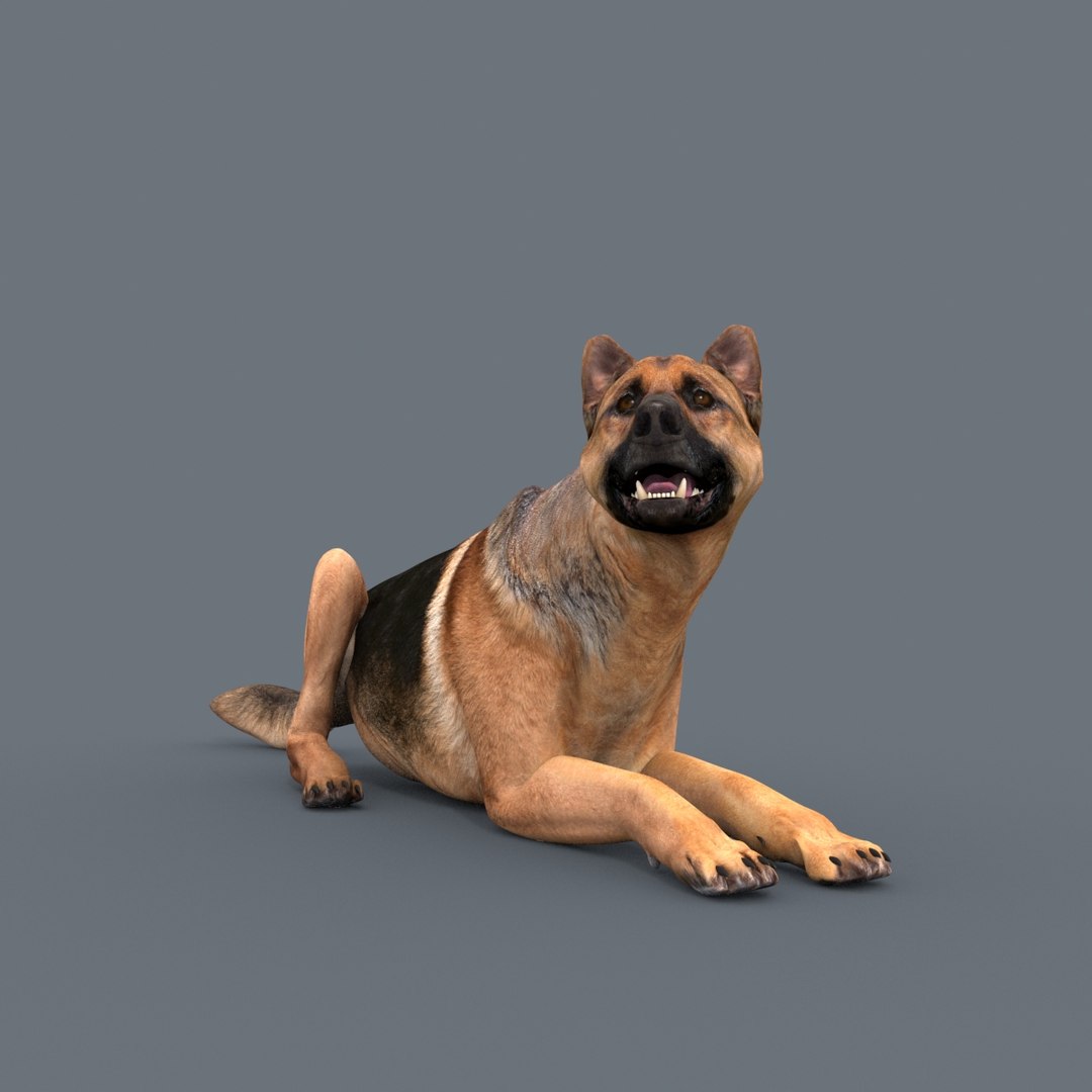 Dog Animation - 3D Model - TurboSquid 1404558