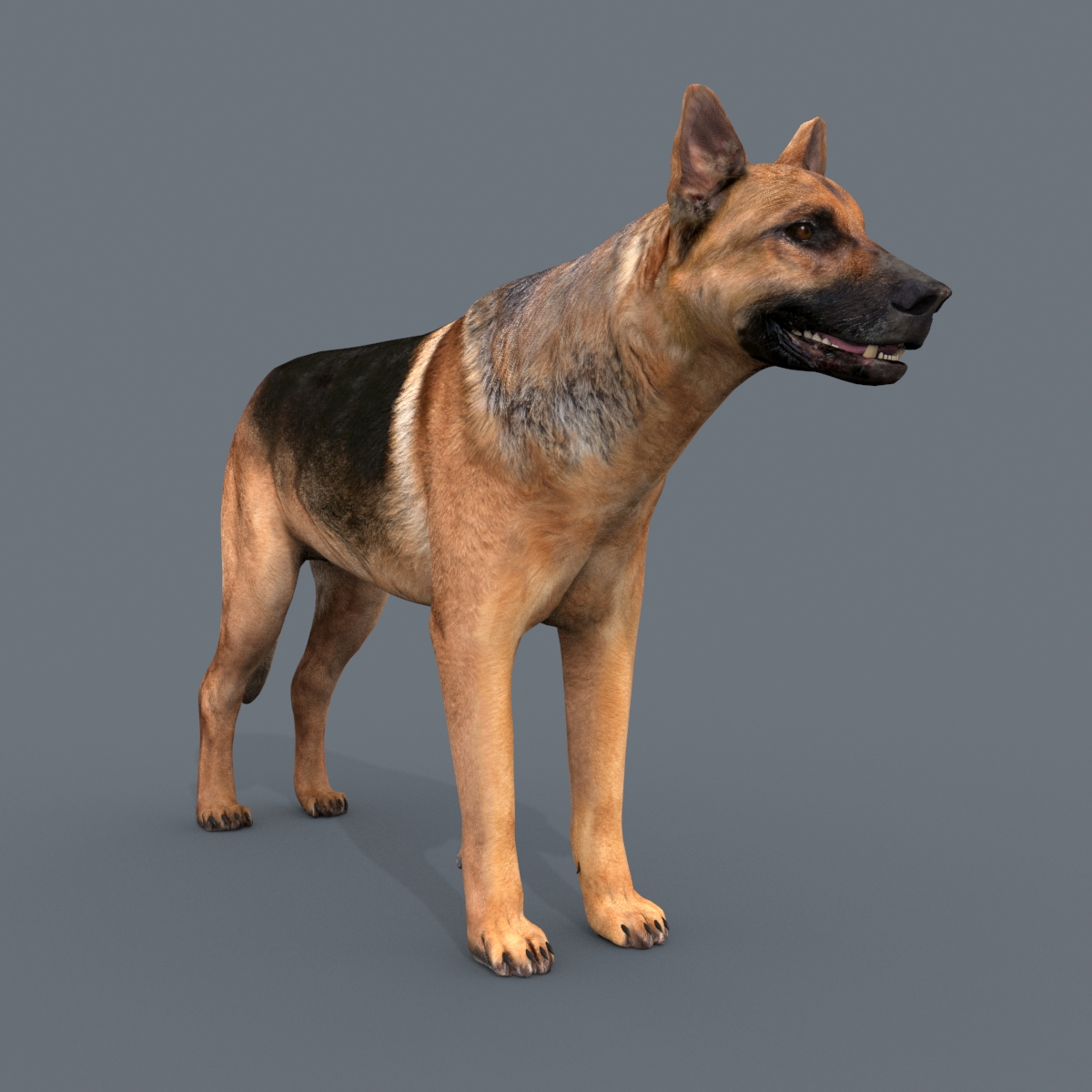 Dog animation - 3D model - TurboSquid 1404558