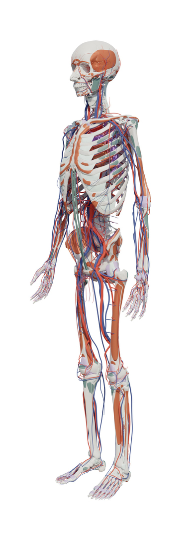 3D Model Full Human Body Anatomy - TurboSquid 2080208