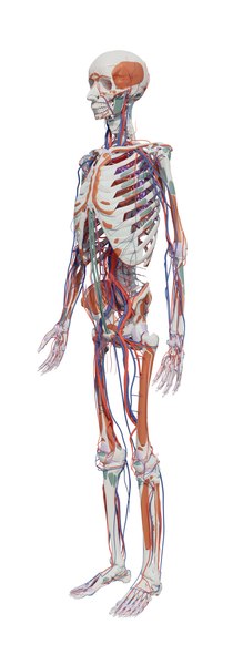 modelo 3d Anatomía completa del cuerpo humano - TurboSquid 2080208