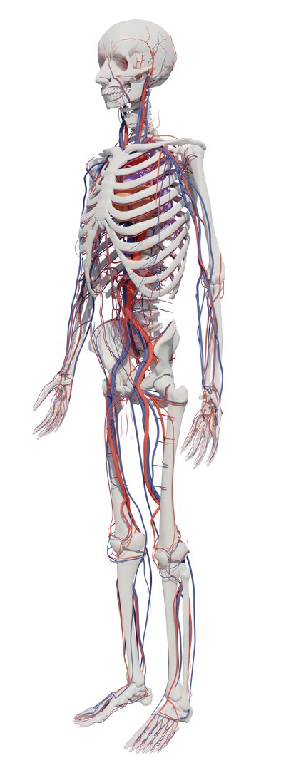3D Model Full Human Body Anatomy - TurboSquid 2080208