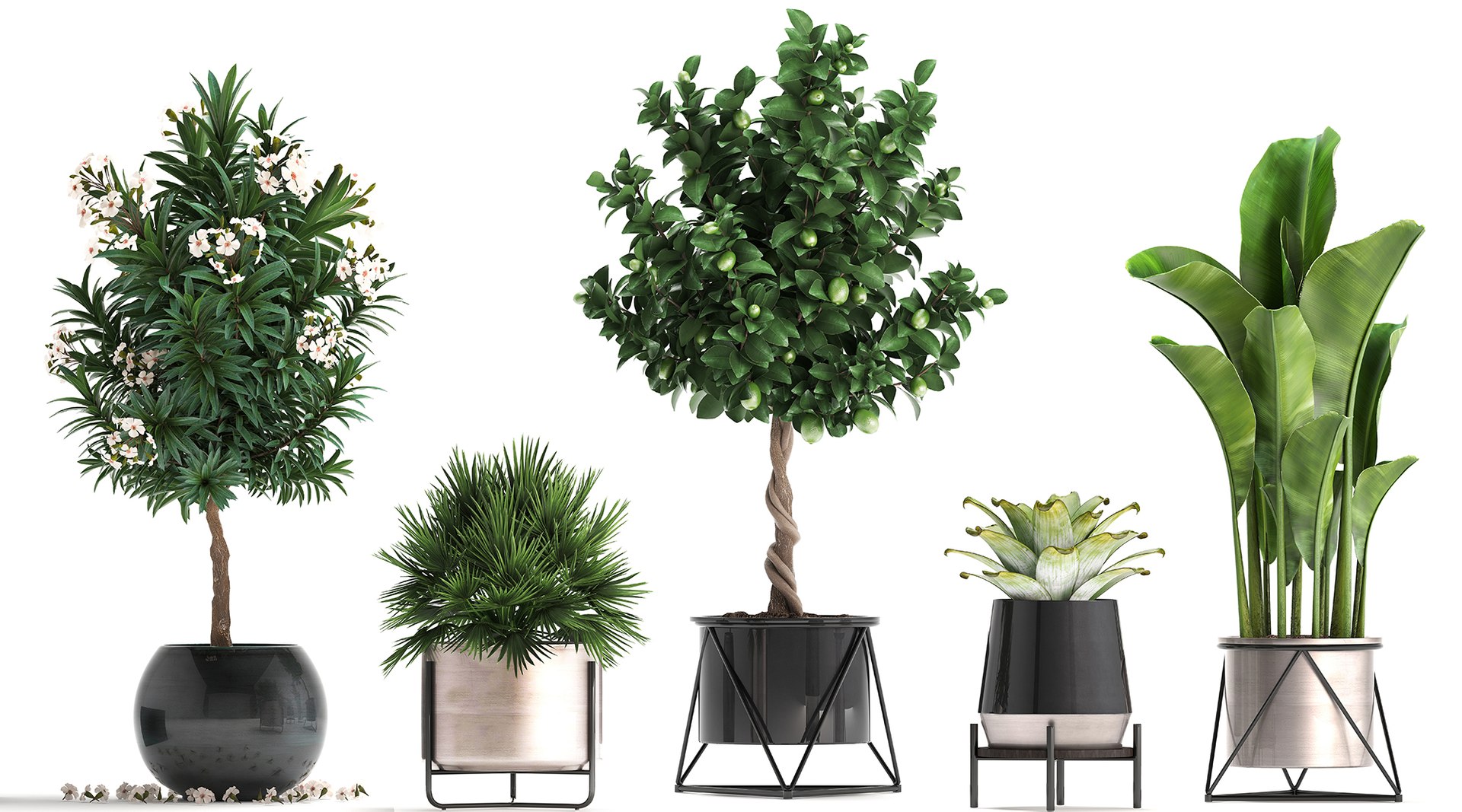 3D exotic plants - TurboSquid 1387025