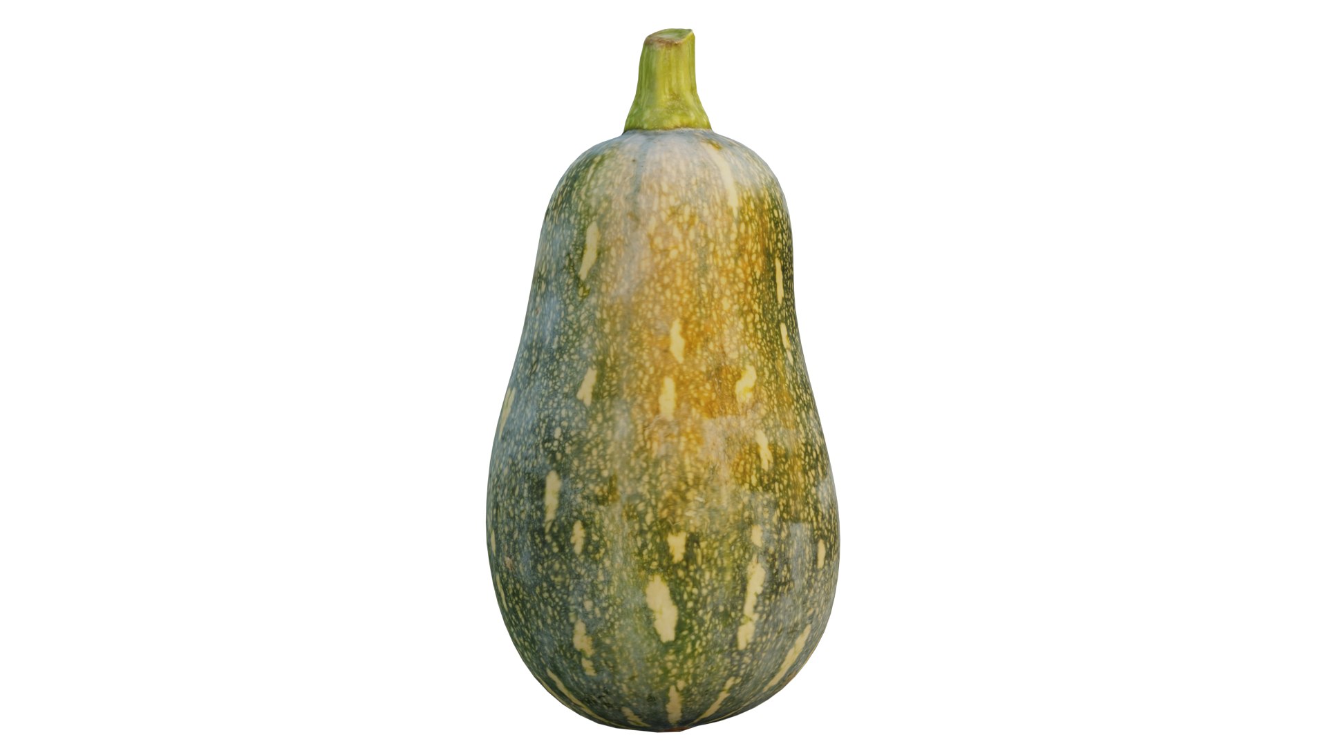 Squash Barbara Butternut 3D Model - TurboSquid 1903254