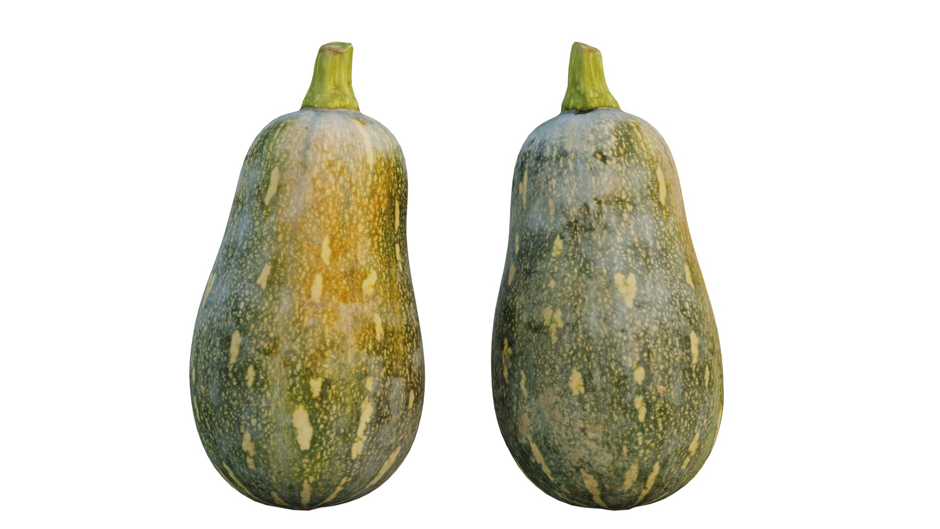 Squash Barbara Butternut 3D Model - TurboSquid 1903254