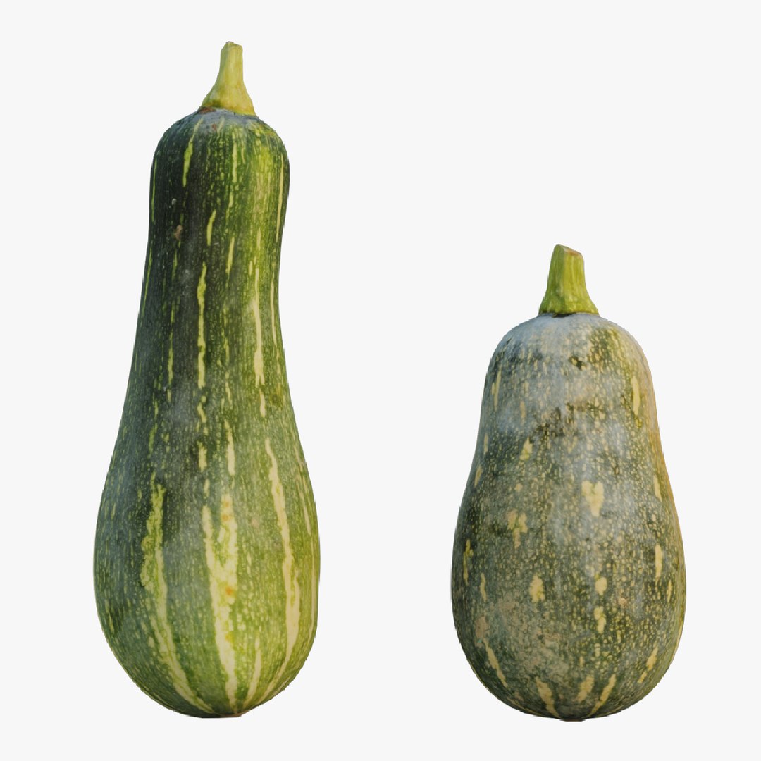 Squash Barbara Butternut 3D 모델 - TurboSquid 1903254