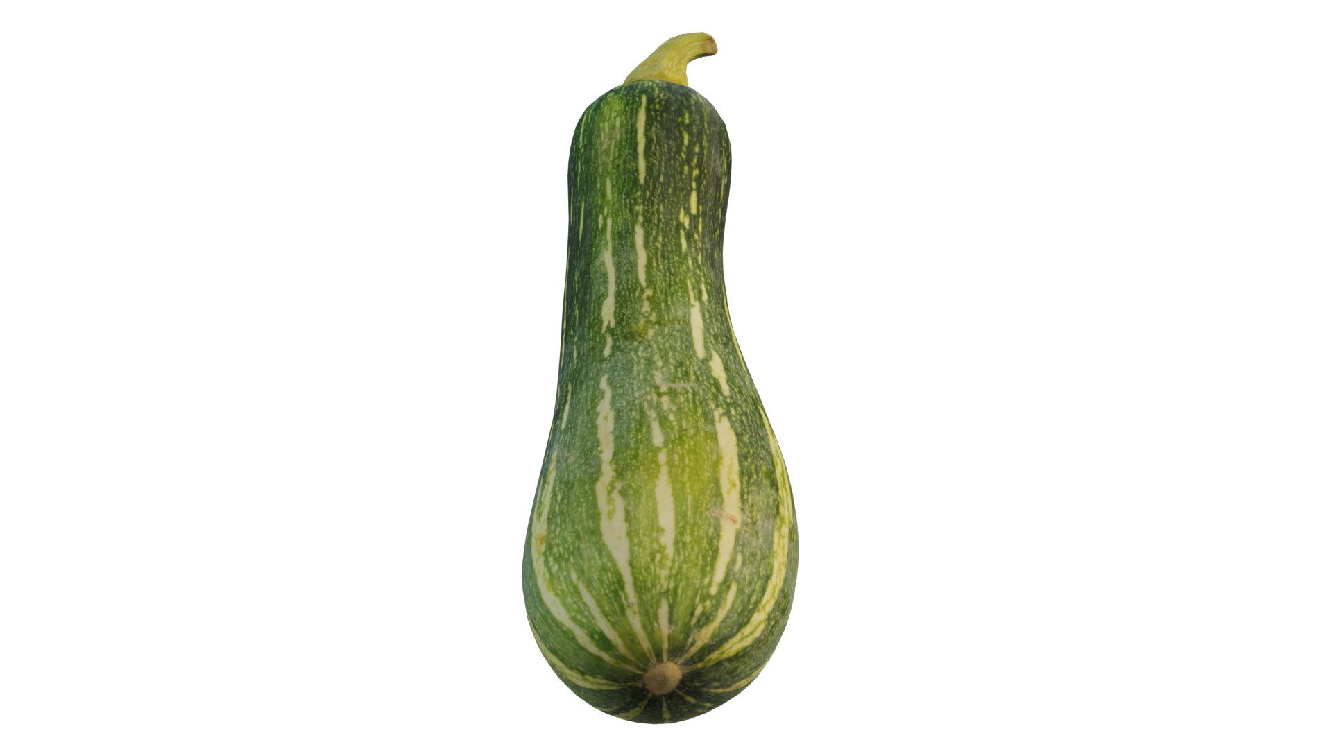 Squash Barbara Butternut 3D Model - TurboSquid 1903254