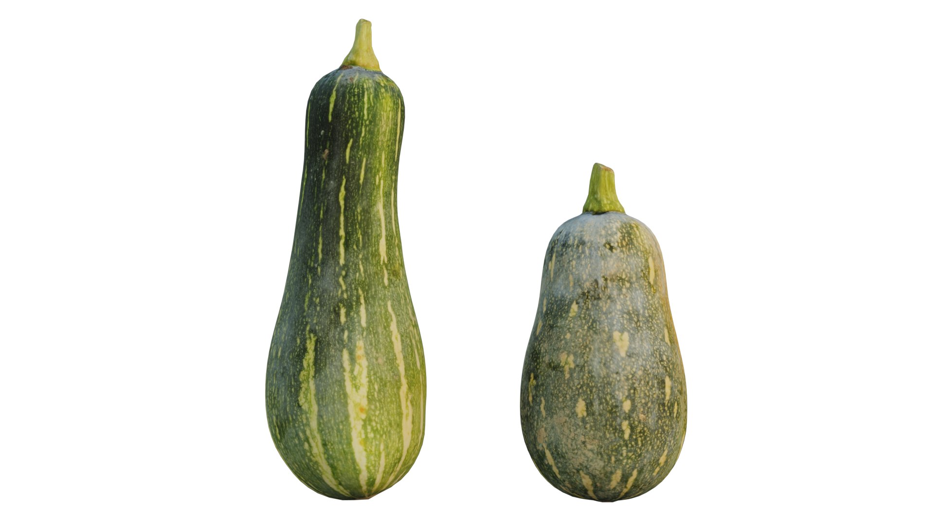 Squash Barbara Butternut 3D Model - TurboSquid 1903254