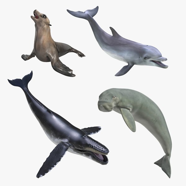 Dugong 3D Models for Download | TurboSquid