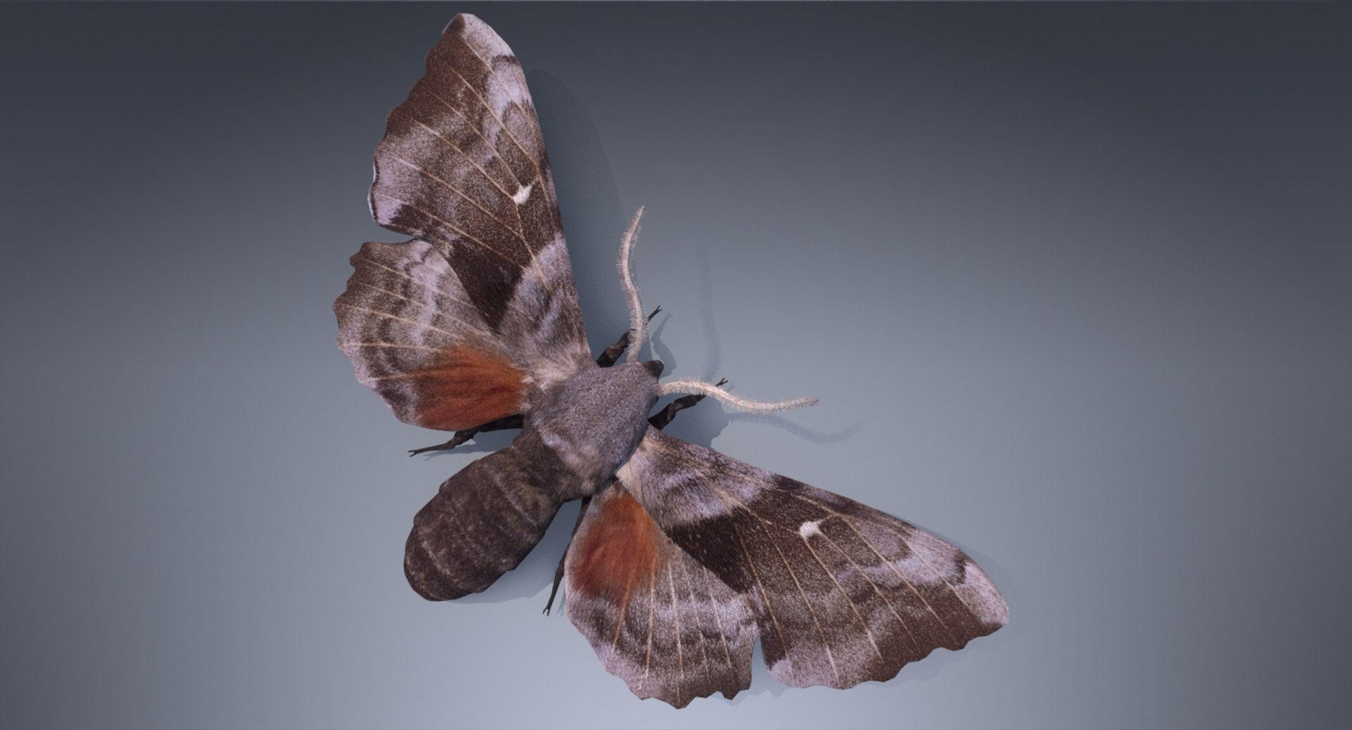Sphinx Moth Fur 3D - TurboSquid 1190240
