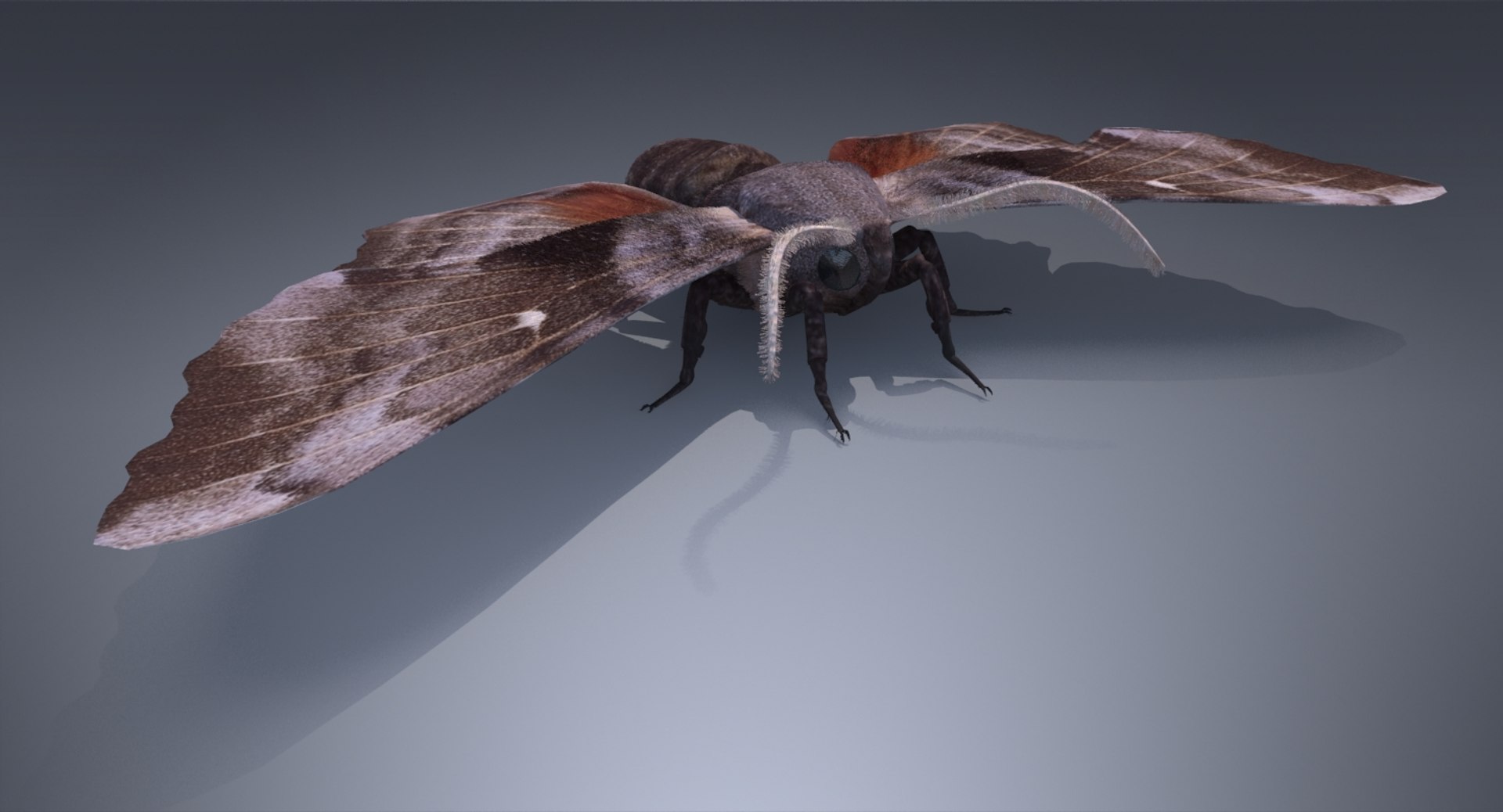 Sphinx Moth Fur 3D - TurboSquid 1190240