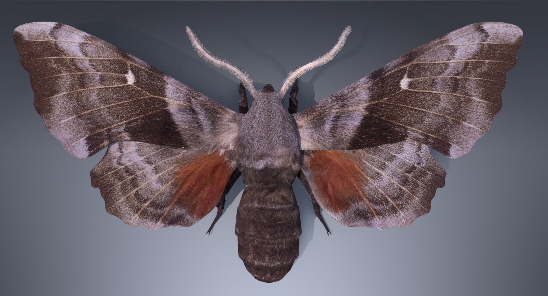 Sphinx Moth Fur 3D - TurboSquid 1190240
