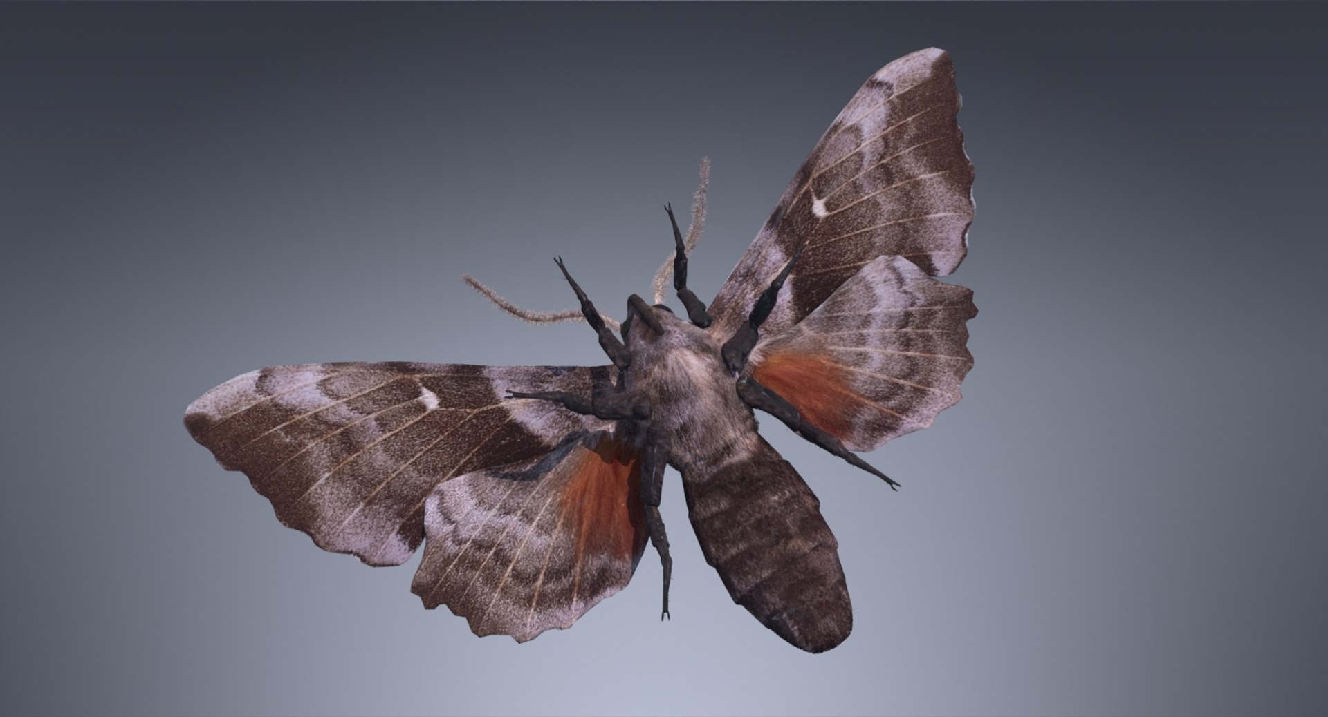 Sphinx Moth Fur 3D - TurboSquid 1190240